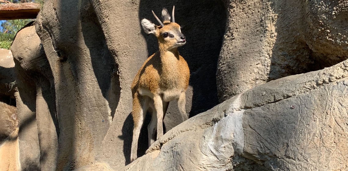 Oakland Zoo | Klipspringer